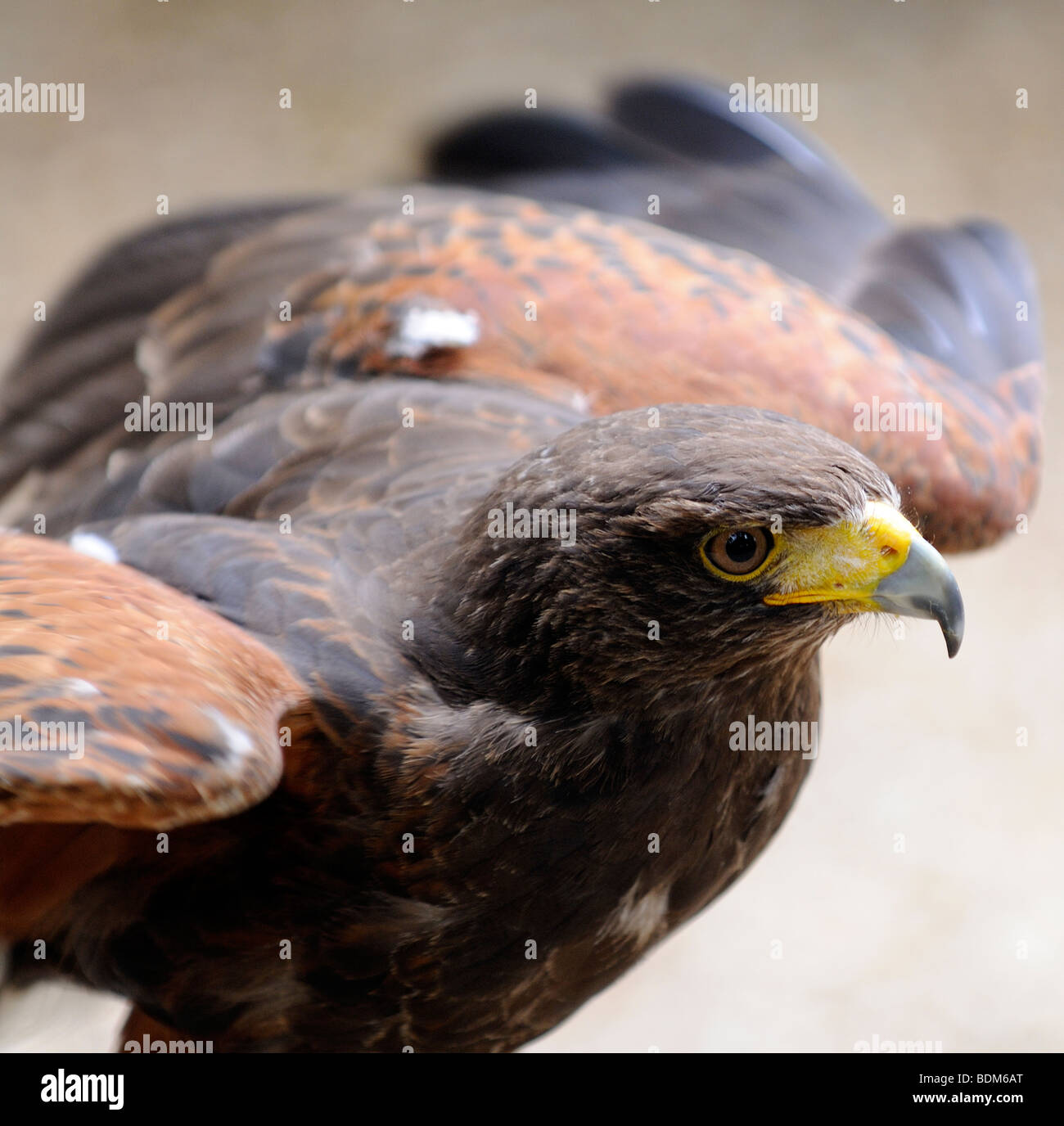 Ecuaudatus hi-res stock photography and images - Alamy