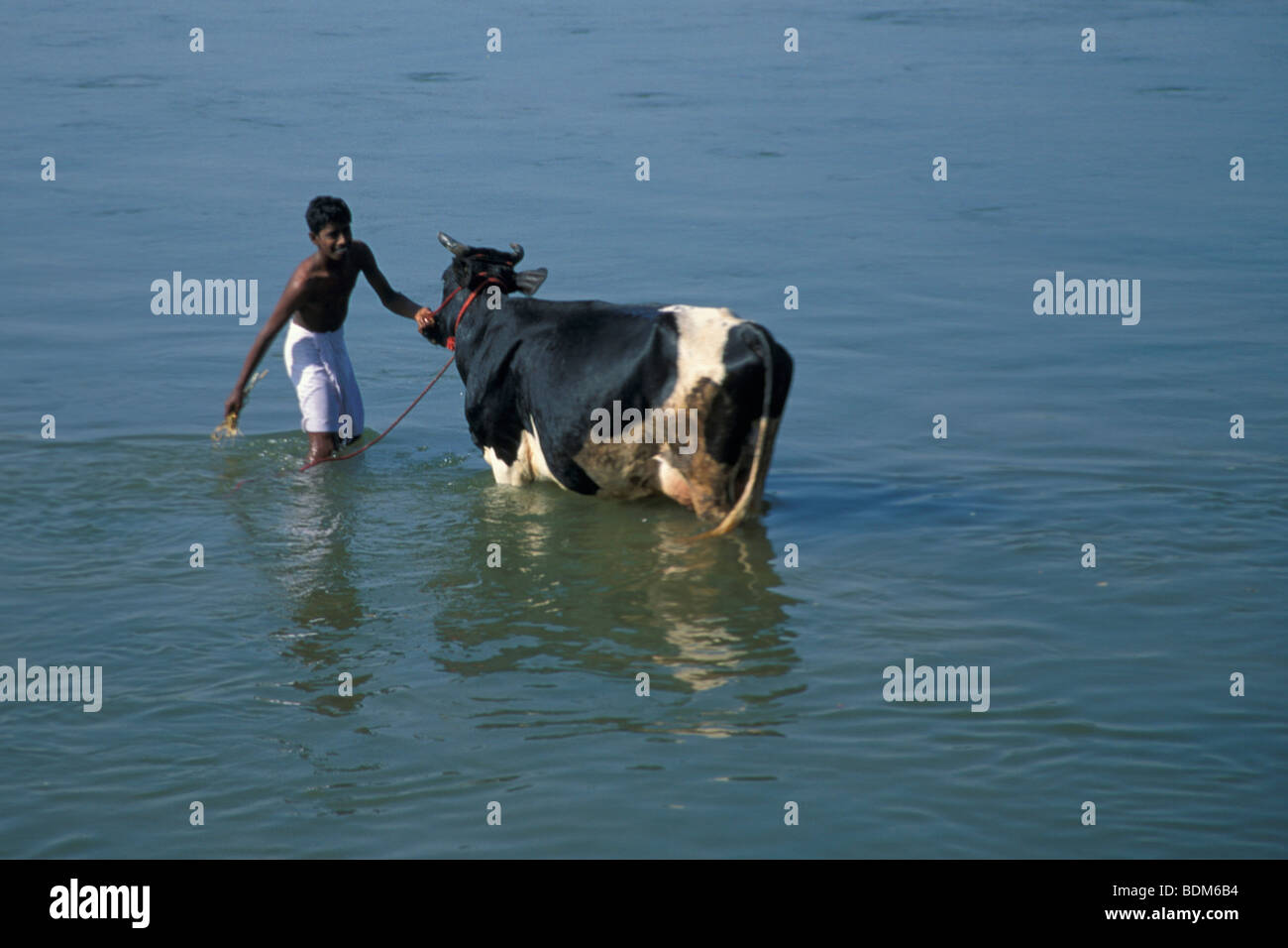 india, kerala, cow washing Stock Photo - Alamy