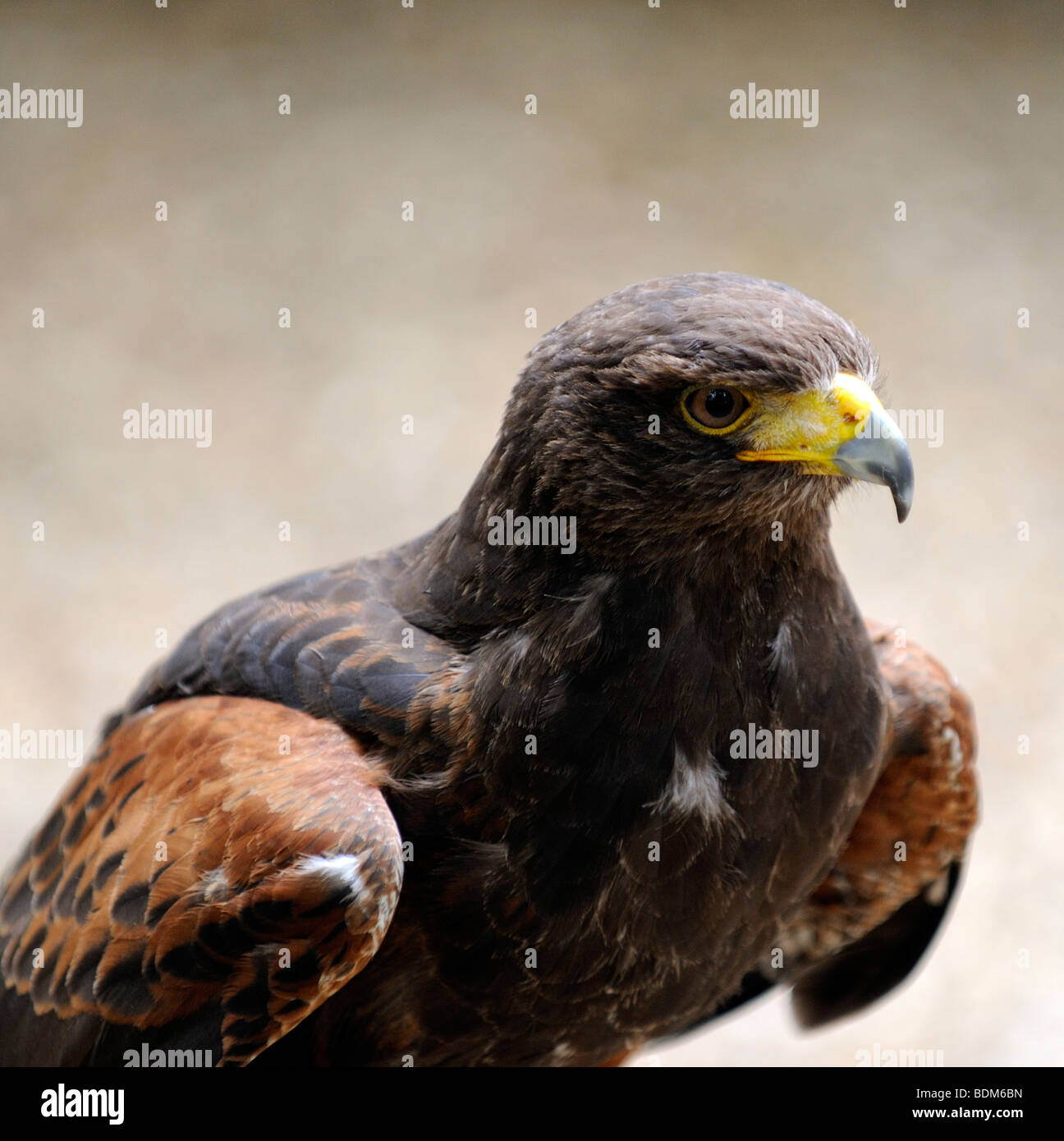 Portrait of a young Bateleur Eagle terathopius ecuaudatus Stock Photo ...