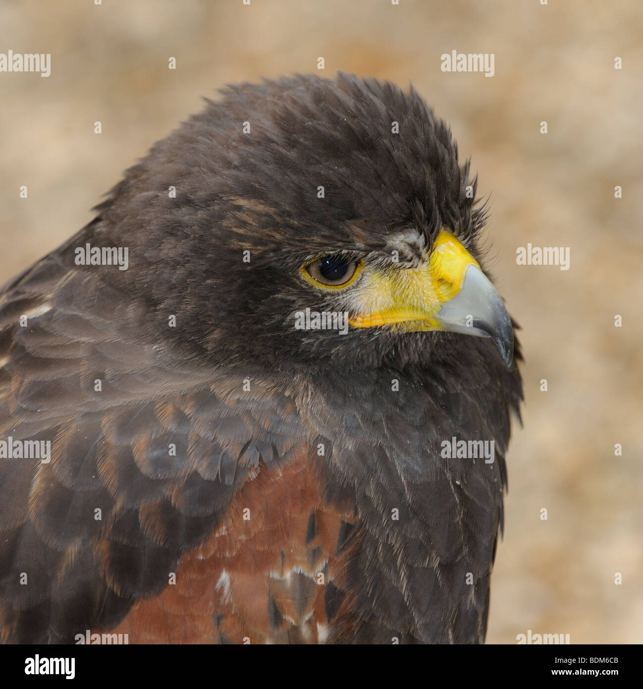 Ecuaudatus hi-res stock photography and images - Alamy