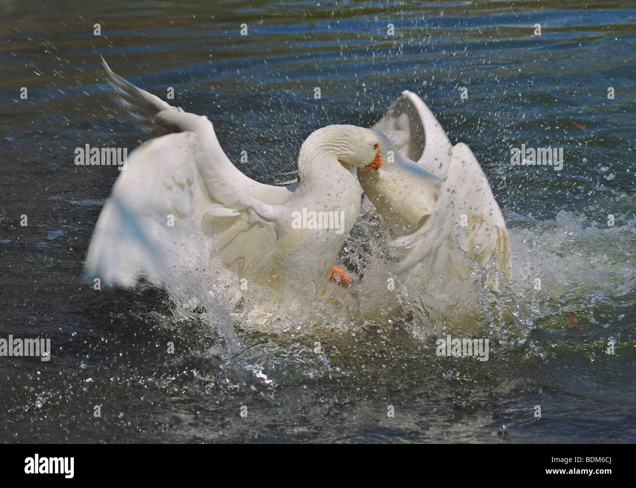 Geese fighting in Zoo Lake Stock Photo - Alamy