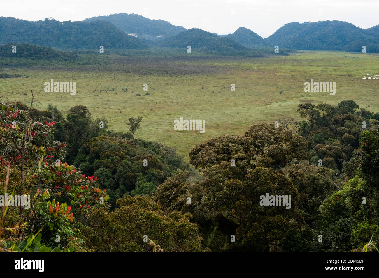 Nyungwe forest national park hi-res stock photography and images - Alamy