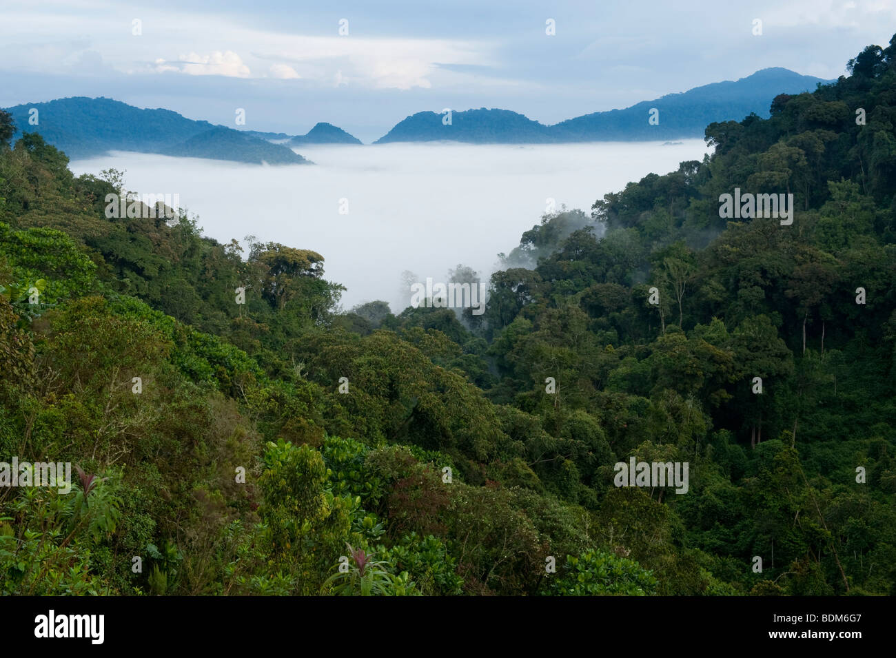 Nyungwe Forest National Park, Rwanda Stock Photo - Alamy