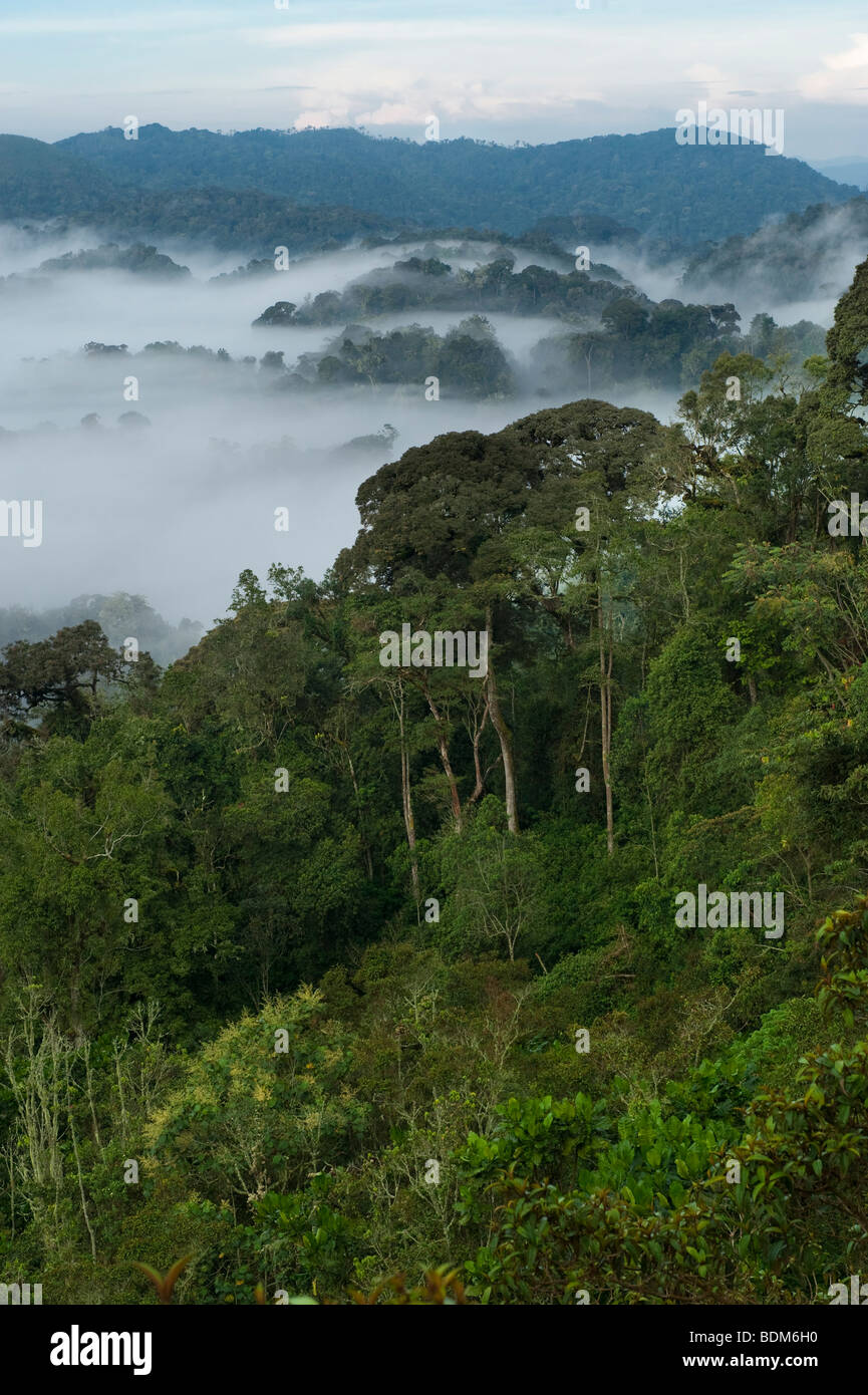 Nyungwe Forest National Park, Rwanda Stock Photo - Alamy
