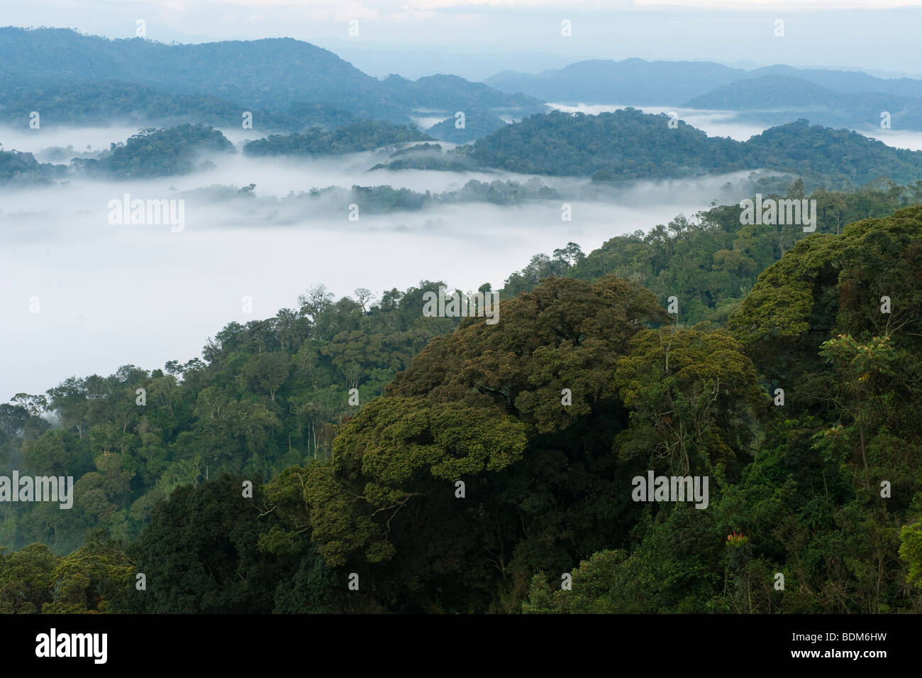 Nyungwe Forest National Park, Rwanda Stock Photo - Alamy