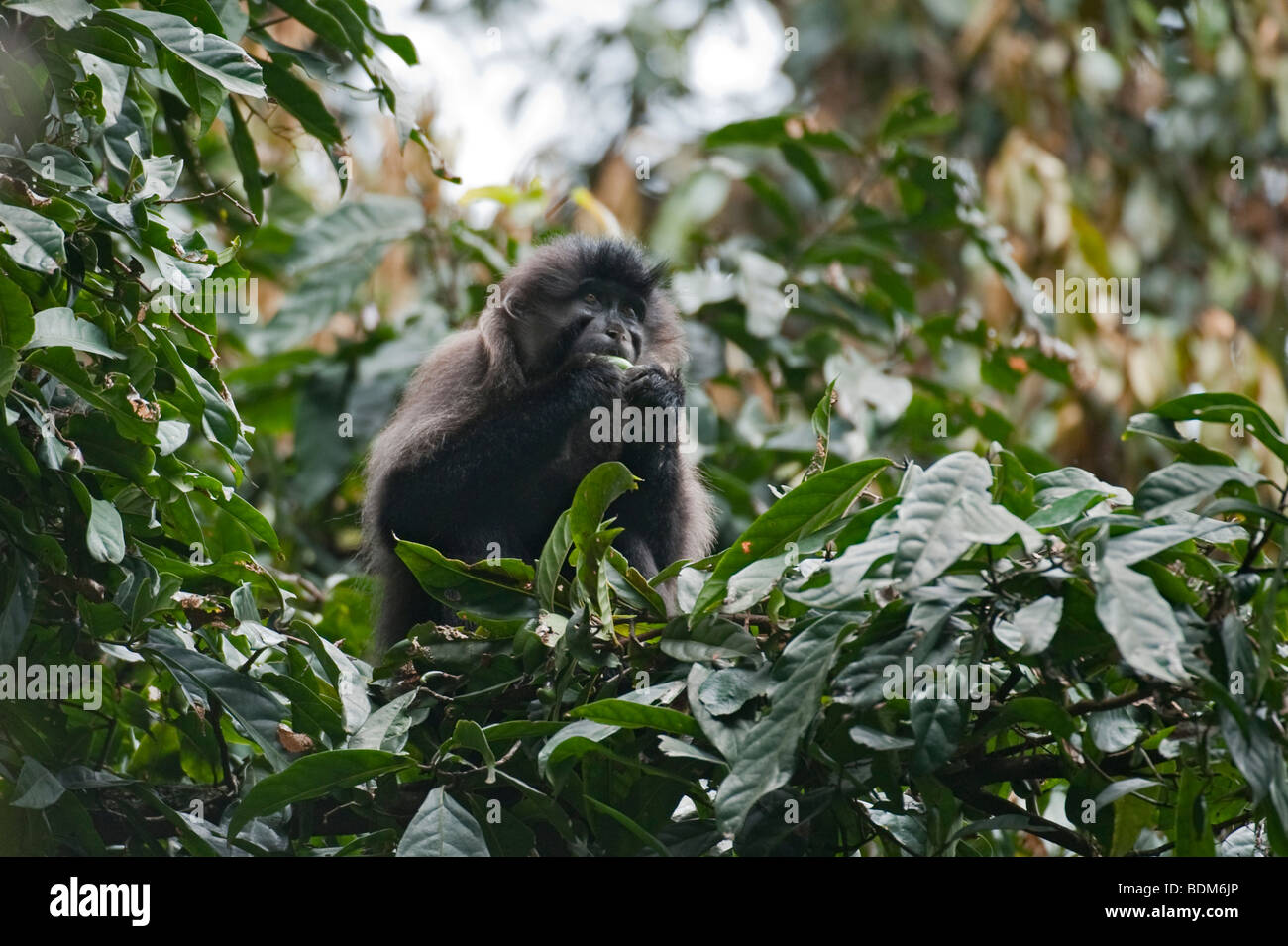 Grey-cheeked mangabey, Cercocebus albigena, Nyungwe Forest National ...
