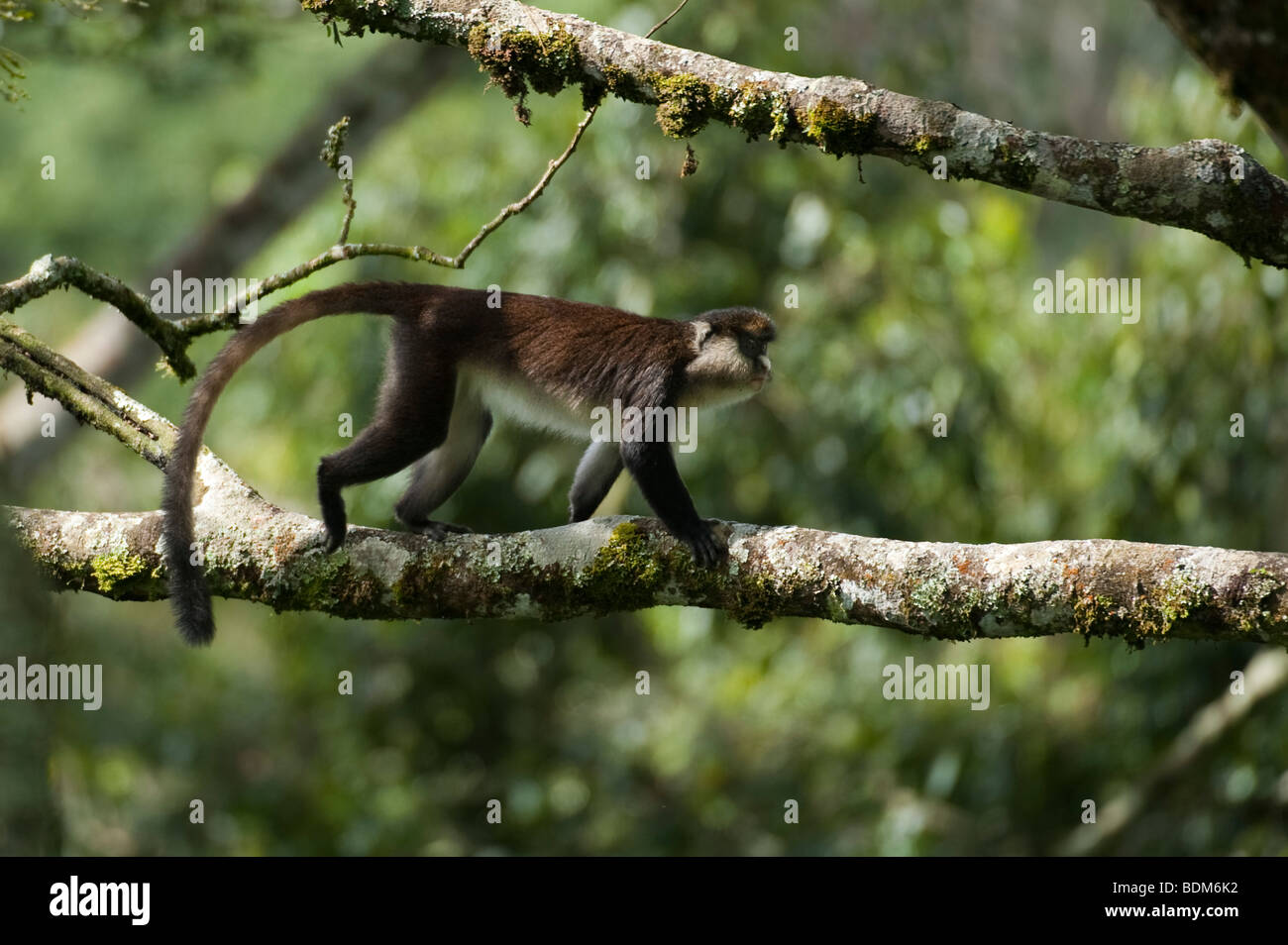 Red-tailed monkey, Cercopithecus ascanius, Nyungwe Forest National Park ...