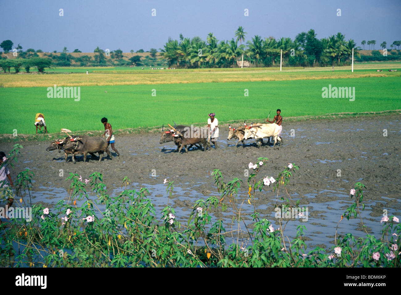 india, work in the field, kerala Stock Photo - Alamy