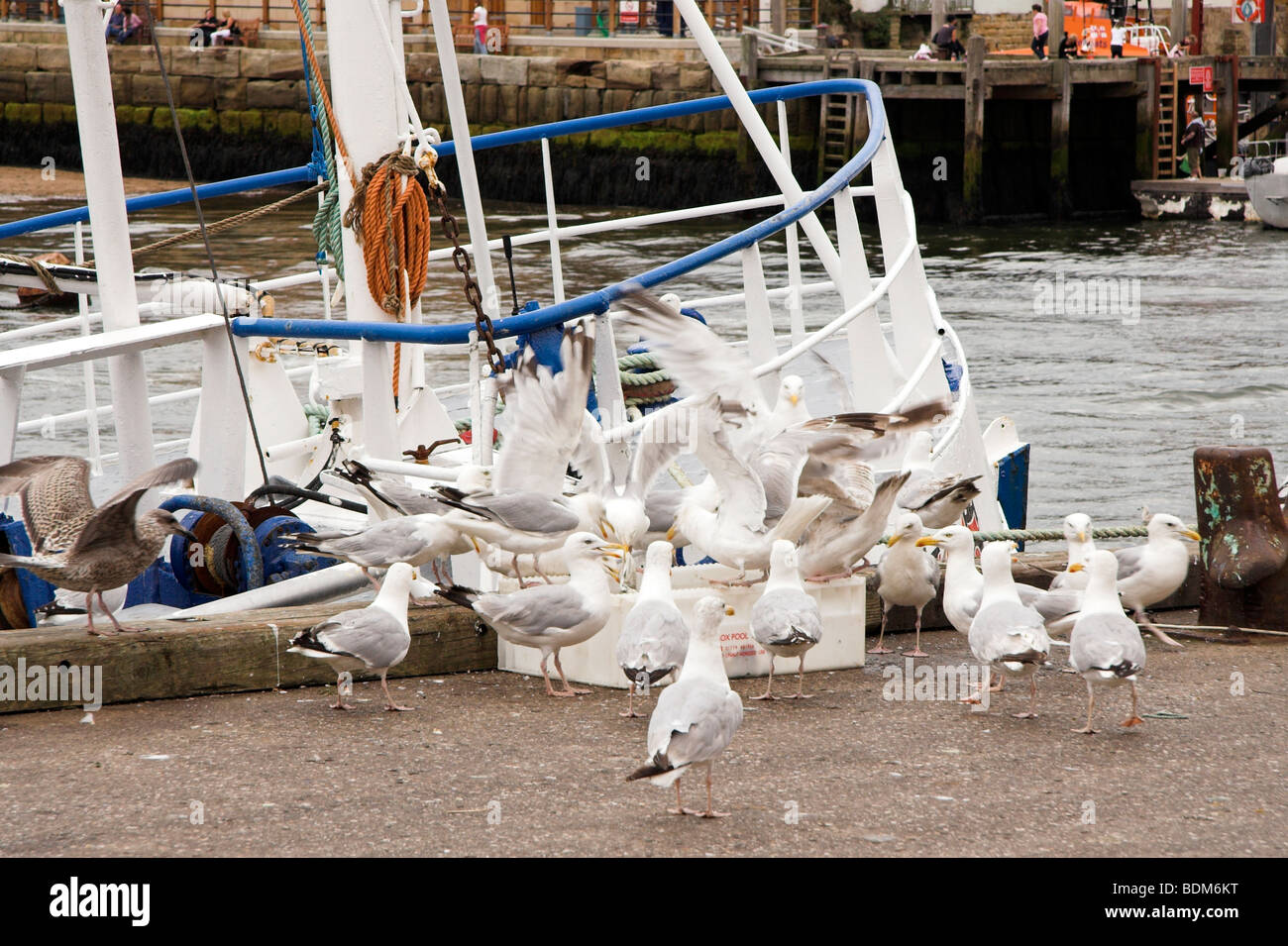 Whitby seagulls hi-res stock photography and images - Alamy