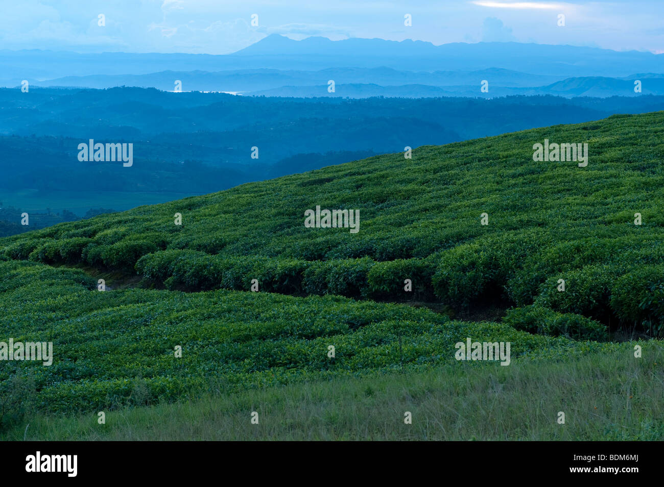Tea plantation outside Nyungwe Forest National Park, Rwanda Stock Photo ...