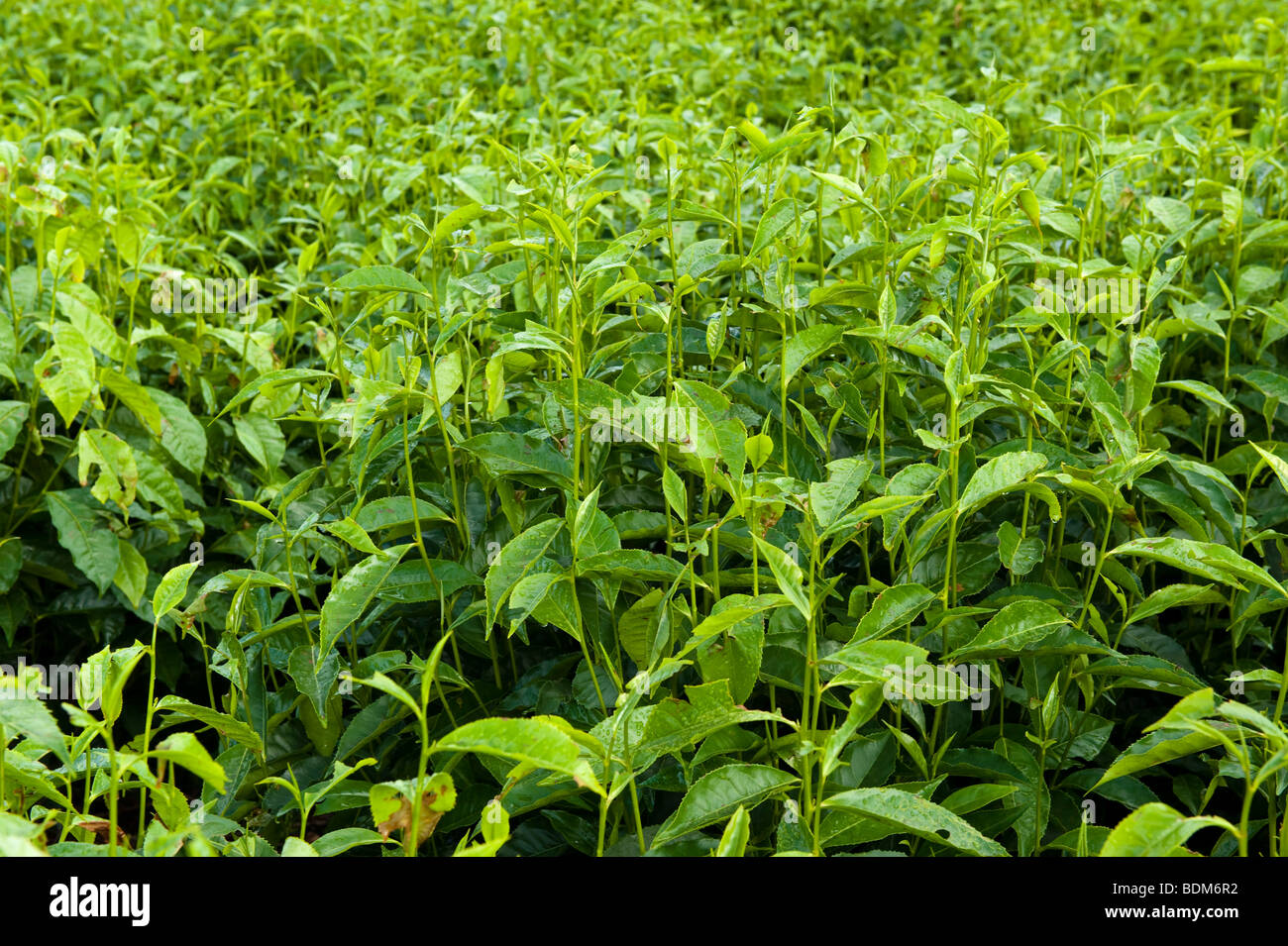 Tea plantation outside Nyungwe Forest National Park, Rwanda Stock Photo ...