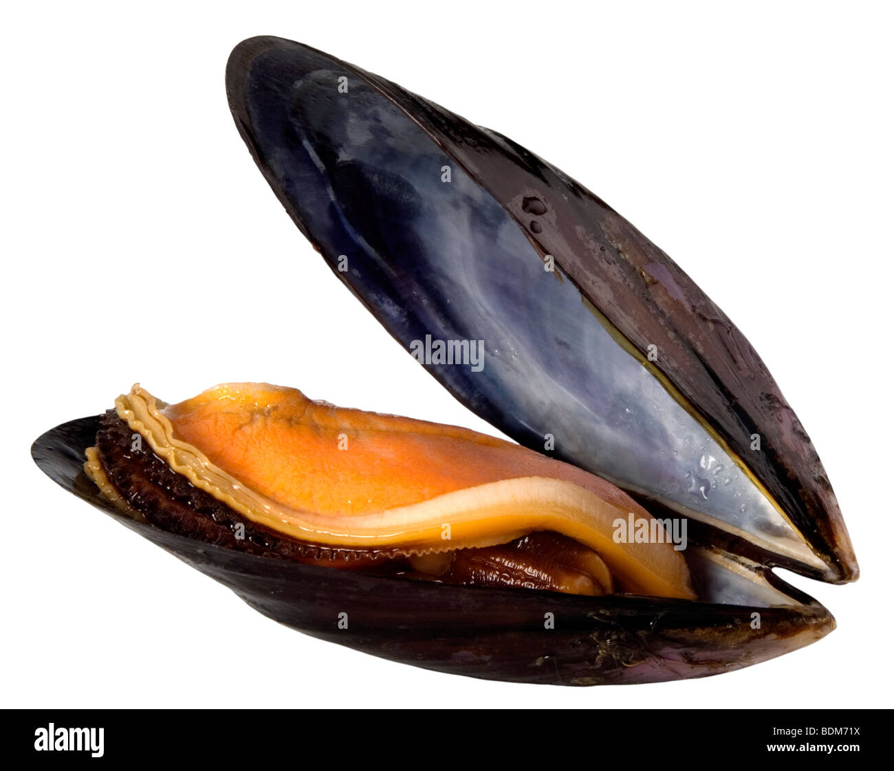 Moules mariniere Cut Out Stock Images & Pictures - Alamy