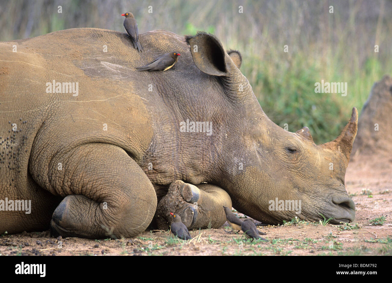 White rhino redbilled oxpecker hi-res stock photography and images - Alamy