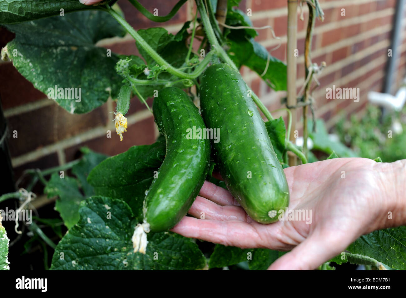 Beth alpha cucumber hi-res stock photography and images - Alamy