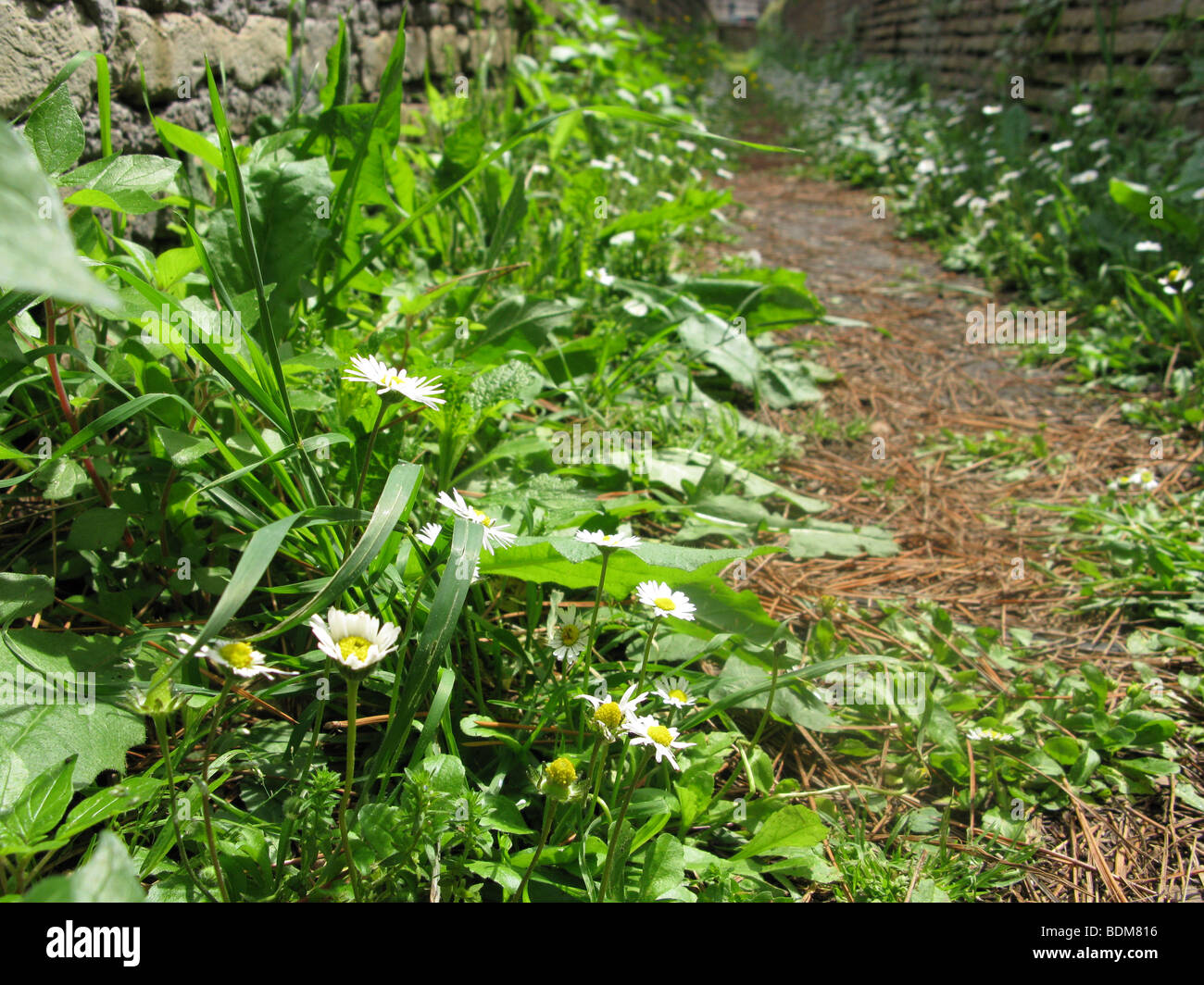 empty country lane track path in sun outdoors Stock Photo - Alamy