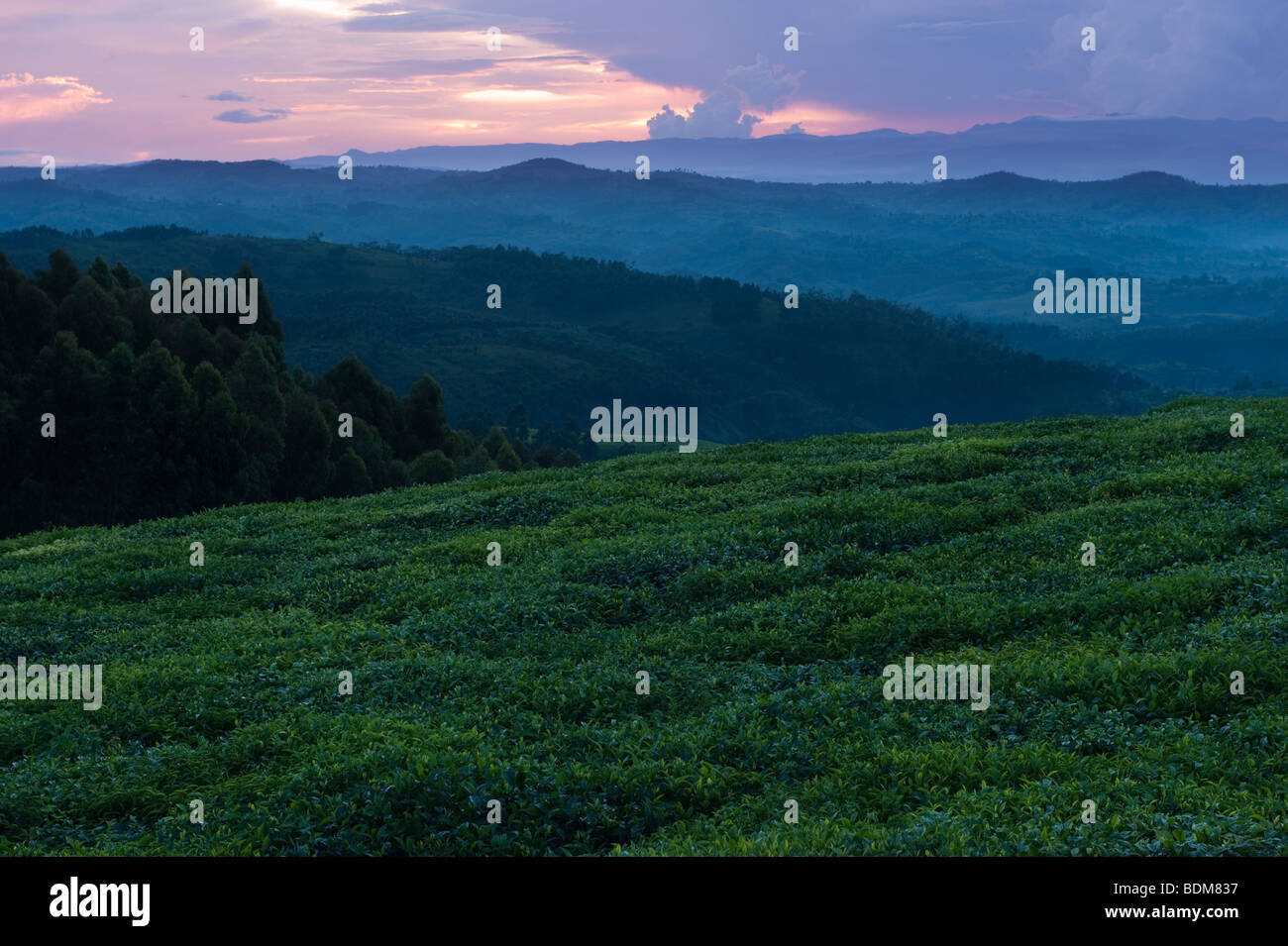Tea plantation outside Nyungwe Forest National Park, Rwanda Stock Photo ...