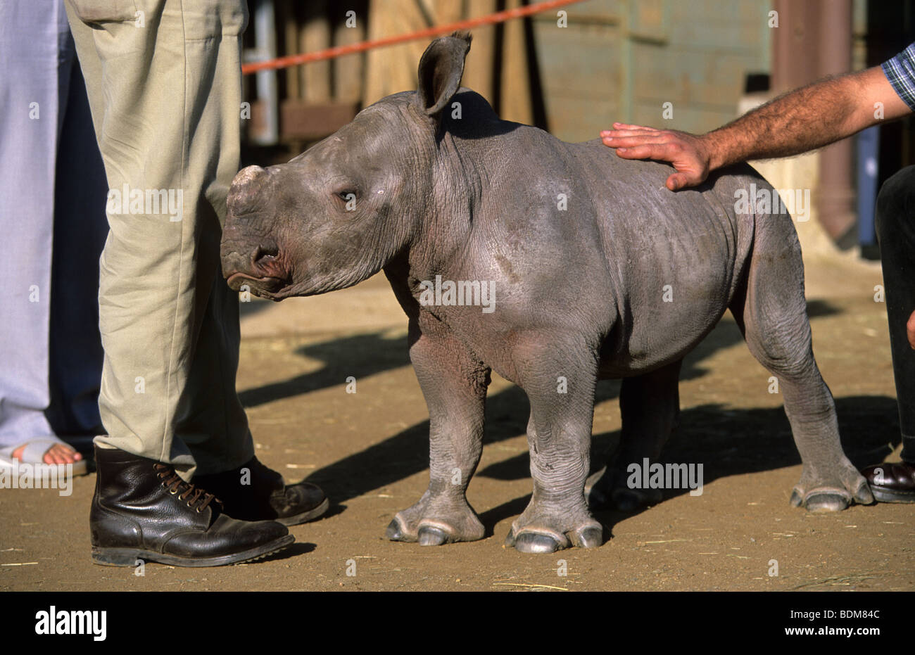 White rhino orphan, Ceratotherium simum, Hluhluwe-Umfolozi Park ...