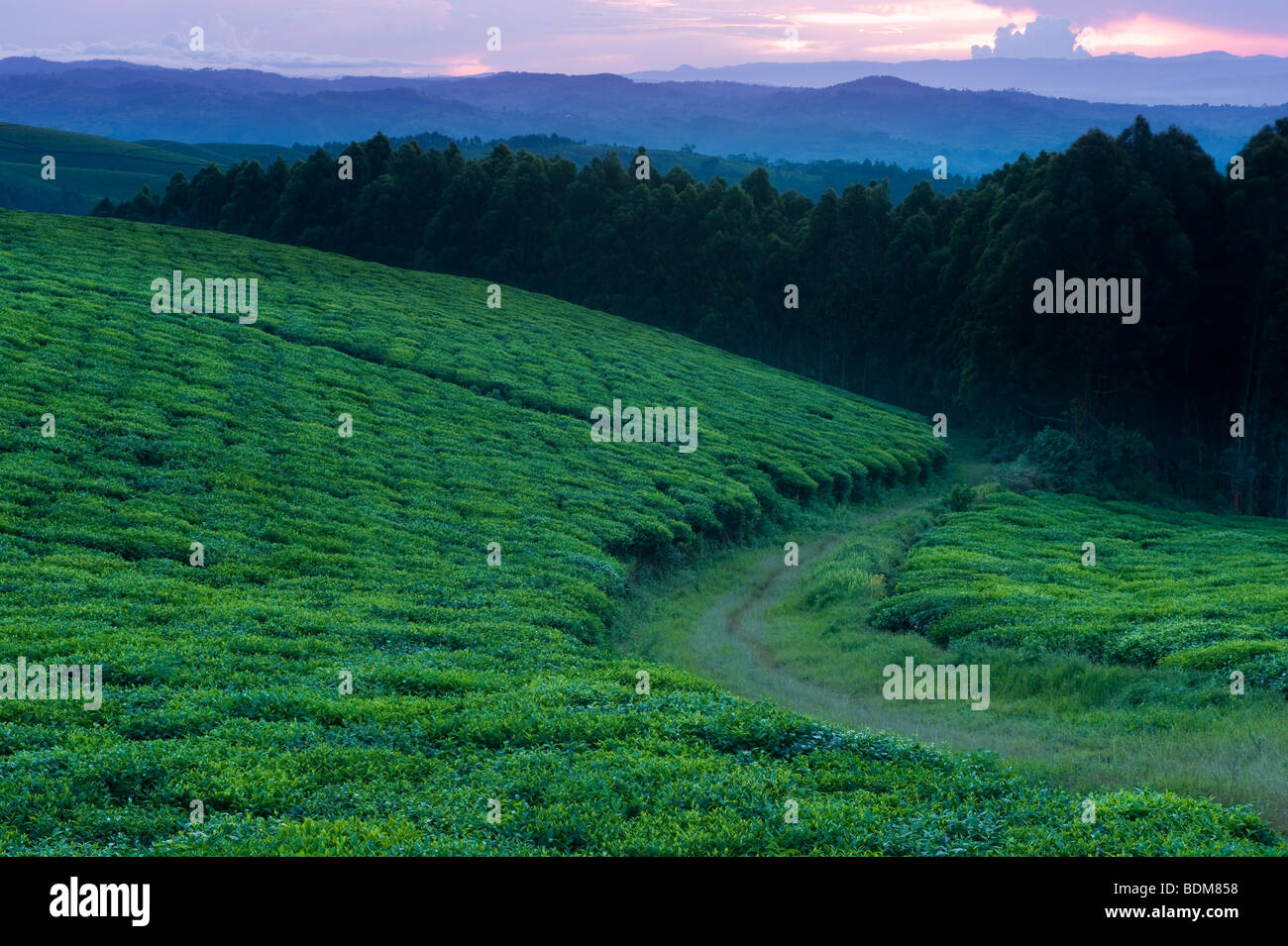 Tea plantation outside Nyungwe Forest National Park, Rwanda Stock Photo ...