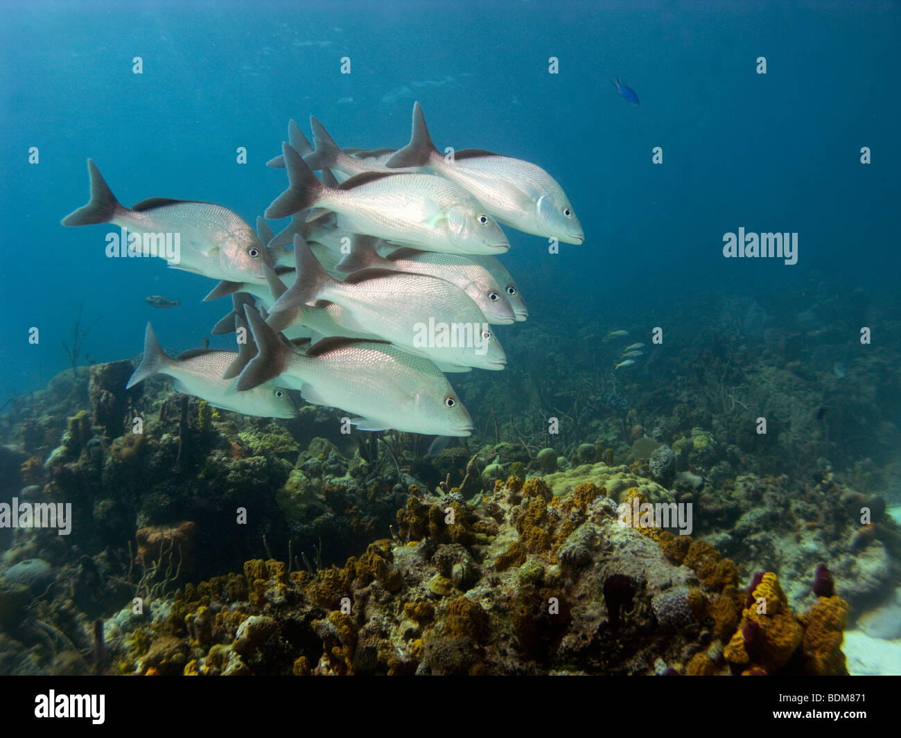 Margate fish hi-res stock photography and images - Alamy