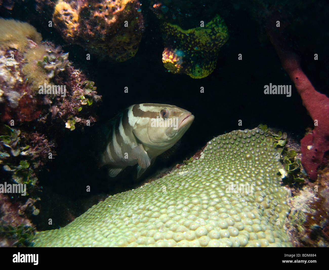 Nassau Grouper, Nassau, Bahamas Stock Photo - Alamy