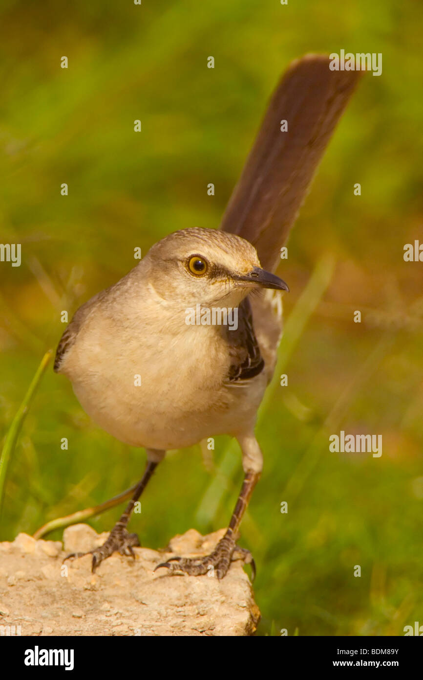 Rio Grande Valley, Texas, USA. The Northern Mockingbird has one of the ...