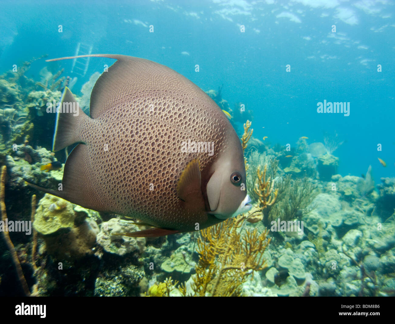 Gray Angelfish, Nassau, Bahamas Stock Photo - Alamy