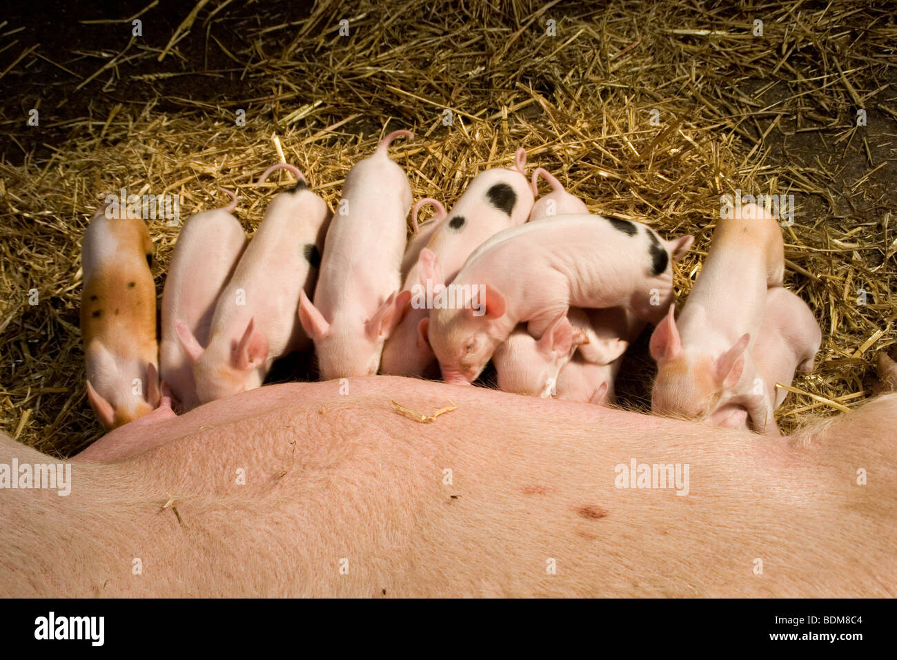 piglets and a sow Stock Photo - Alamy