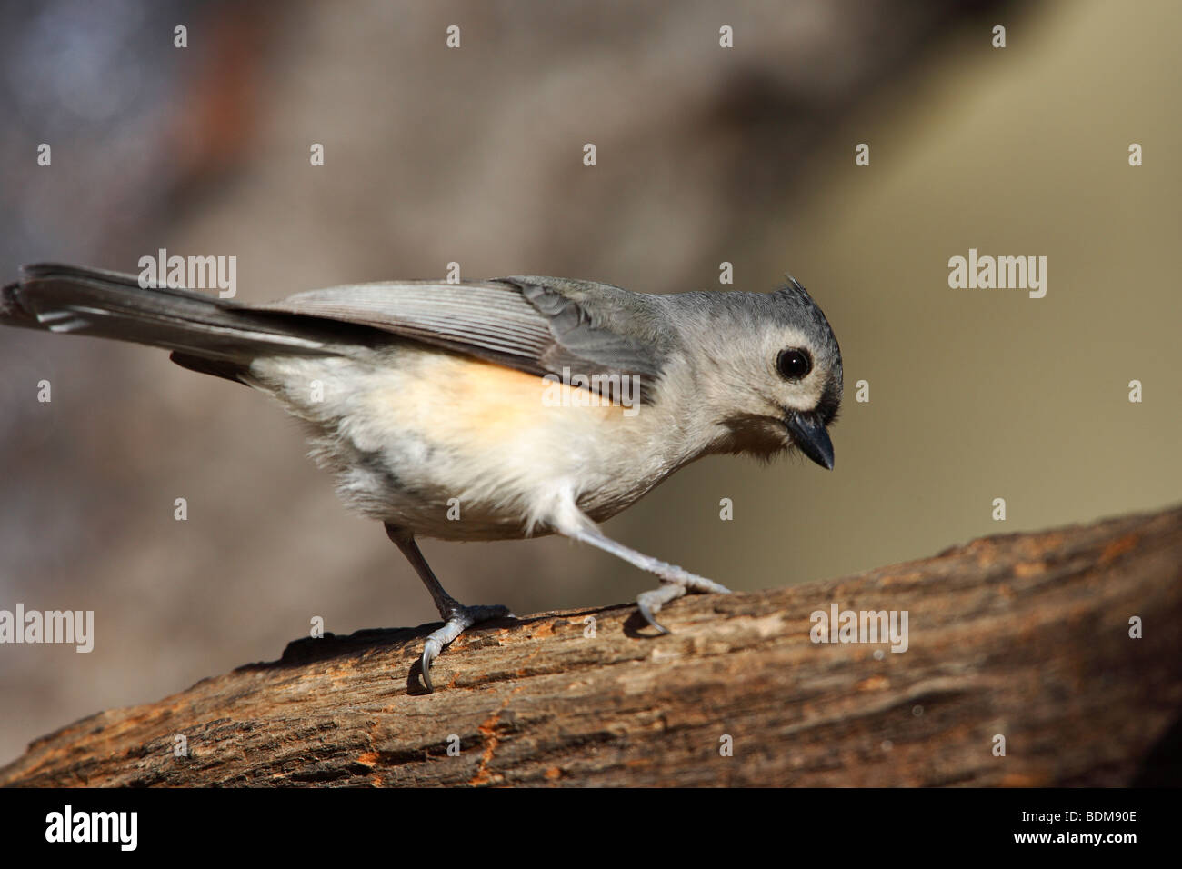 Tufted Titmouse (Baeolophus bicolor bicolor) on tree trunk Stock Photo ...