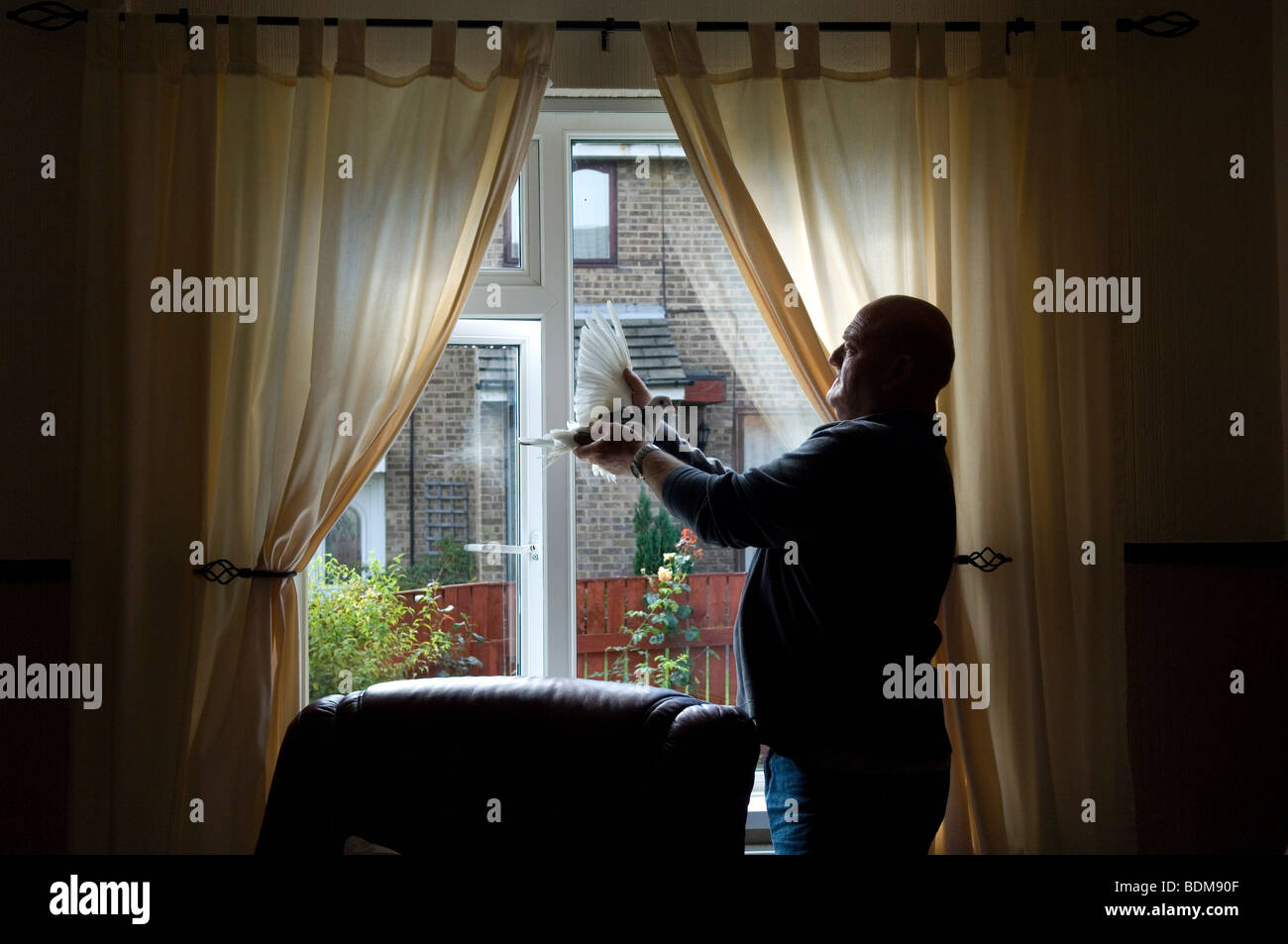 Pigeon lung hi-res stock photography and images - Alamy