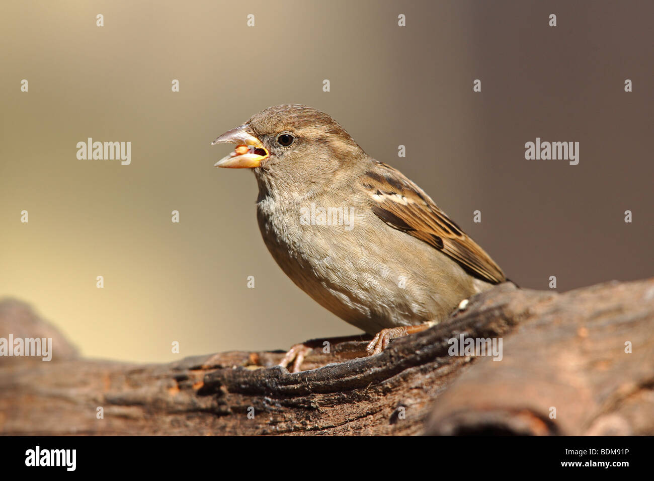 House Sparrow (Passer domesticus domesticus) on tree Stock Photo - Alamy