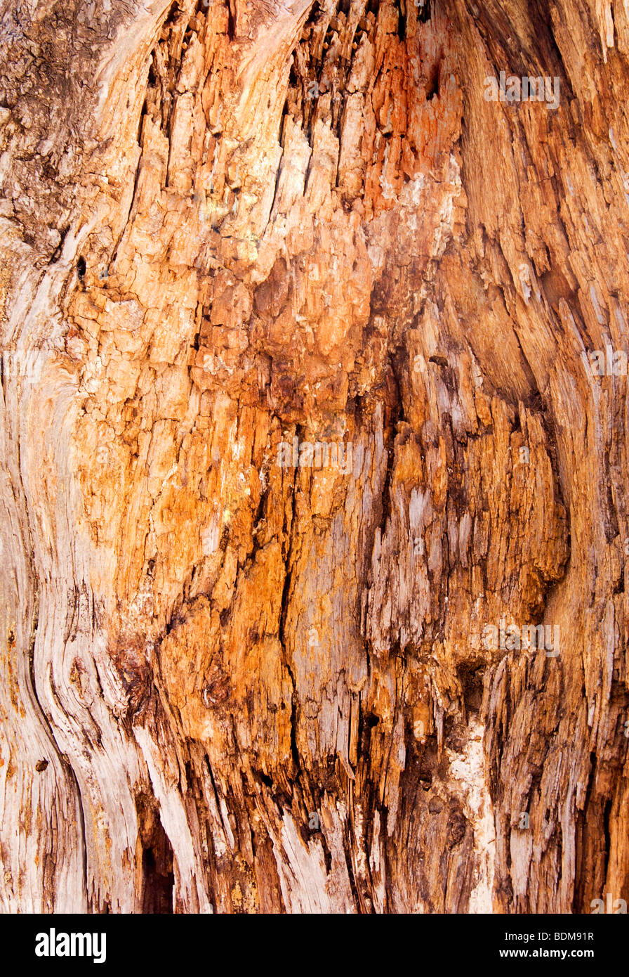 Textured tree trunk hi-res stock photography and images - Alamy