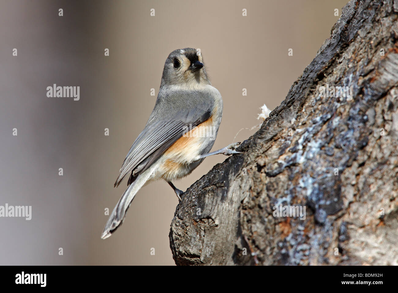 Tufted Titmouse (Baeolophus bicolor bicolor) on tree trunk Stock Photo ...