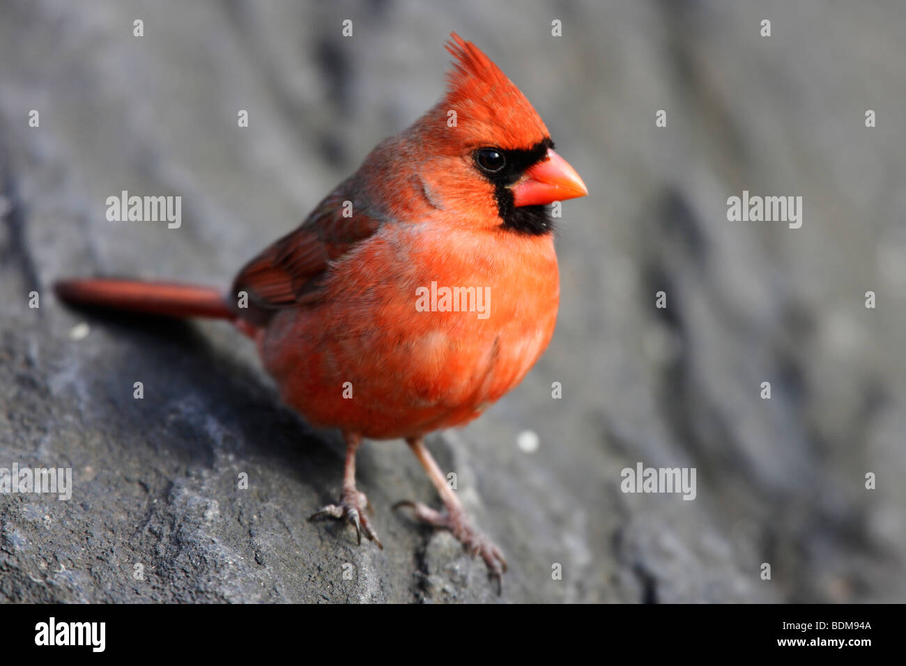 Animal cardinal hi-res stock photography and images - Alamy