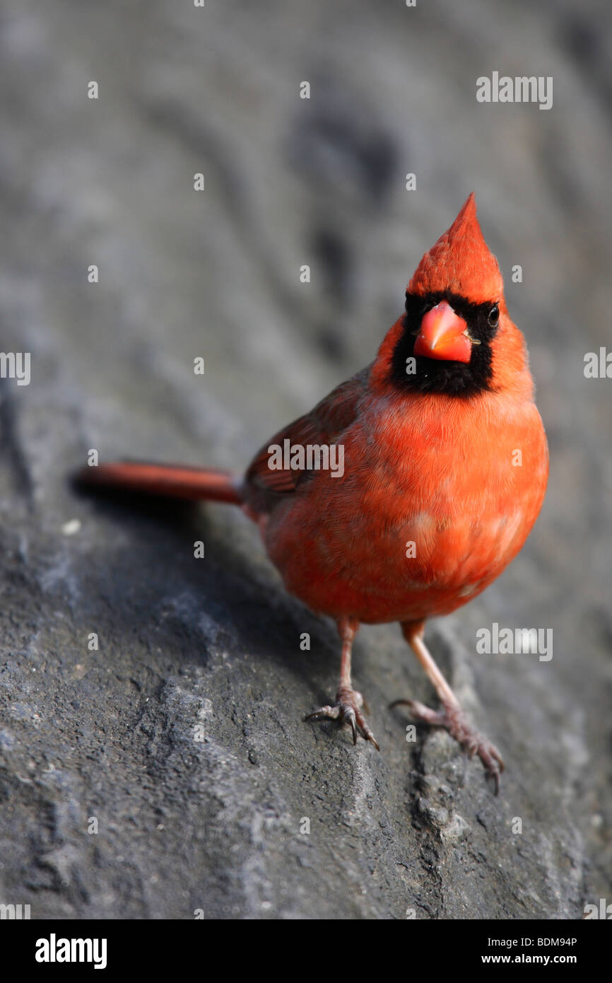 Northern Cardinal (Cardinalis cardinalis cardinalis) on rock Stock ...