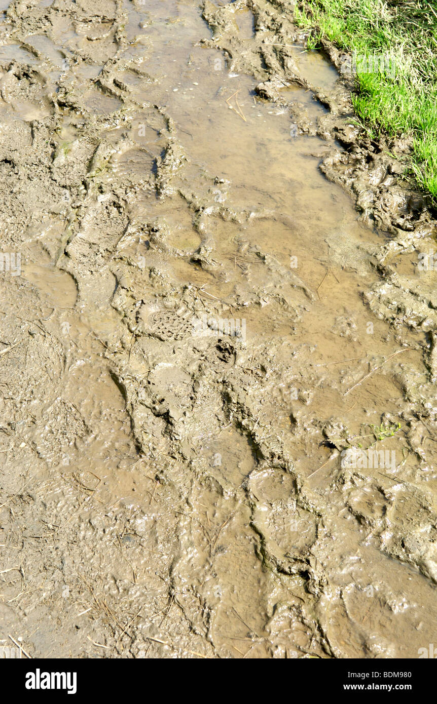 A very muddy path Stock Photo - Alamy