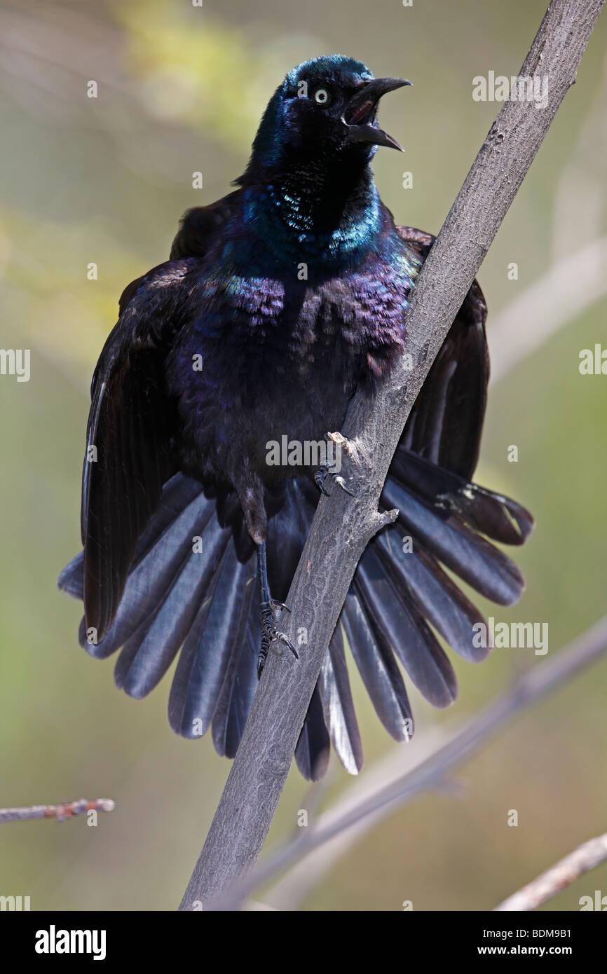 Male common grackle hi-res stock photography and images - Alamy