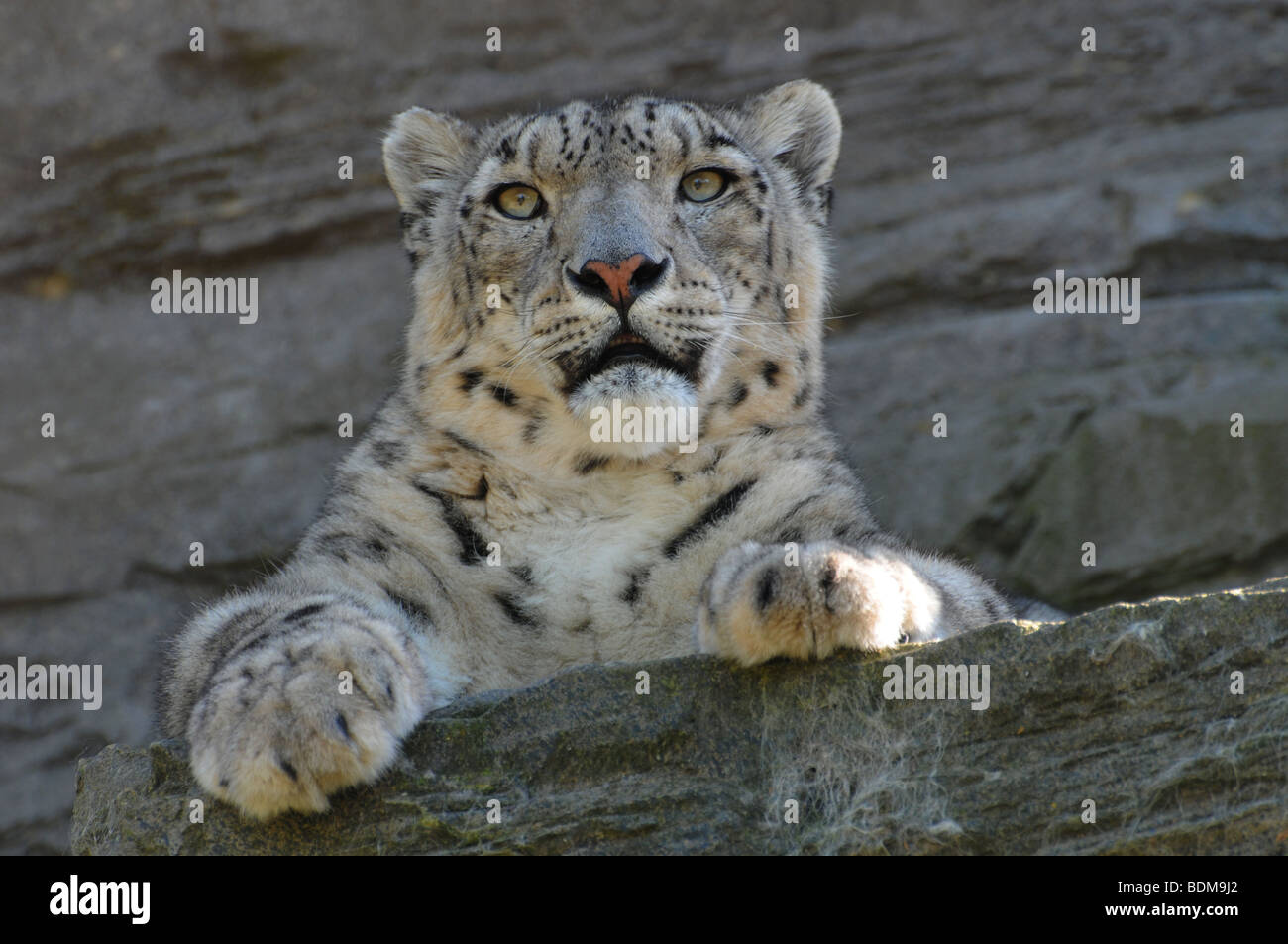 Snow leopard endangered hi-res stock photography and images - Alamy