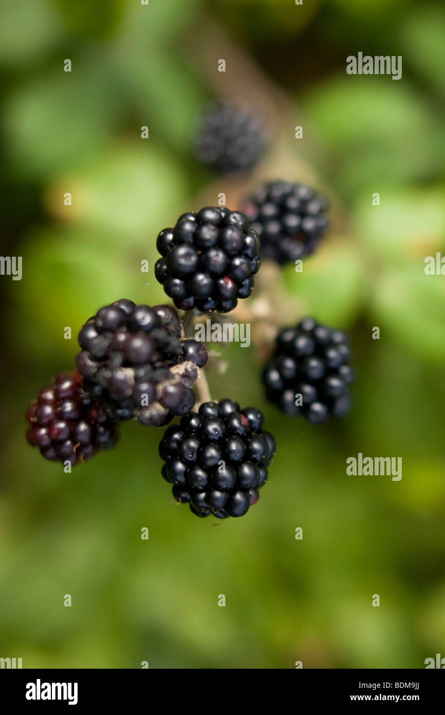 Blackberries ready to be picked in blackberry season, England Stock ...