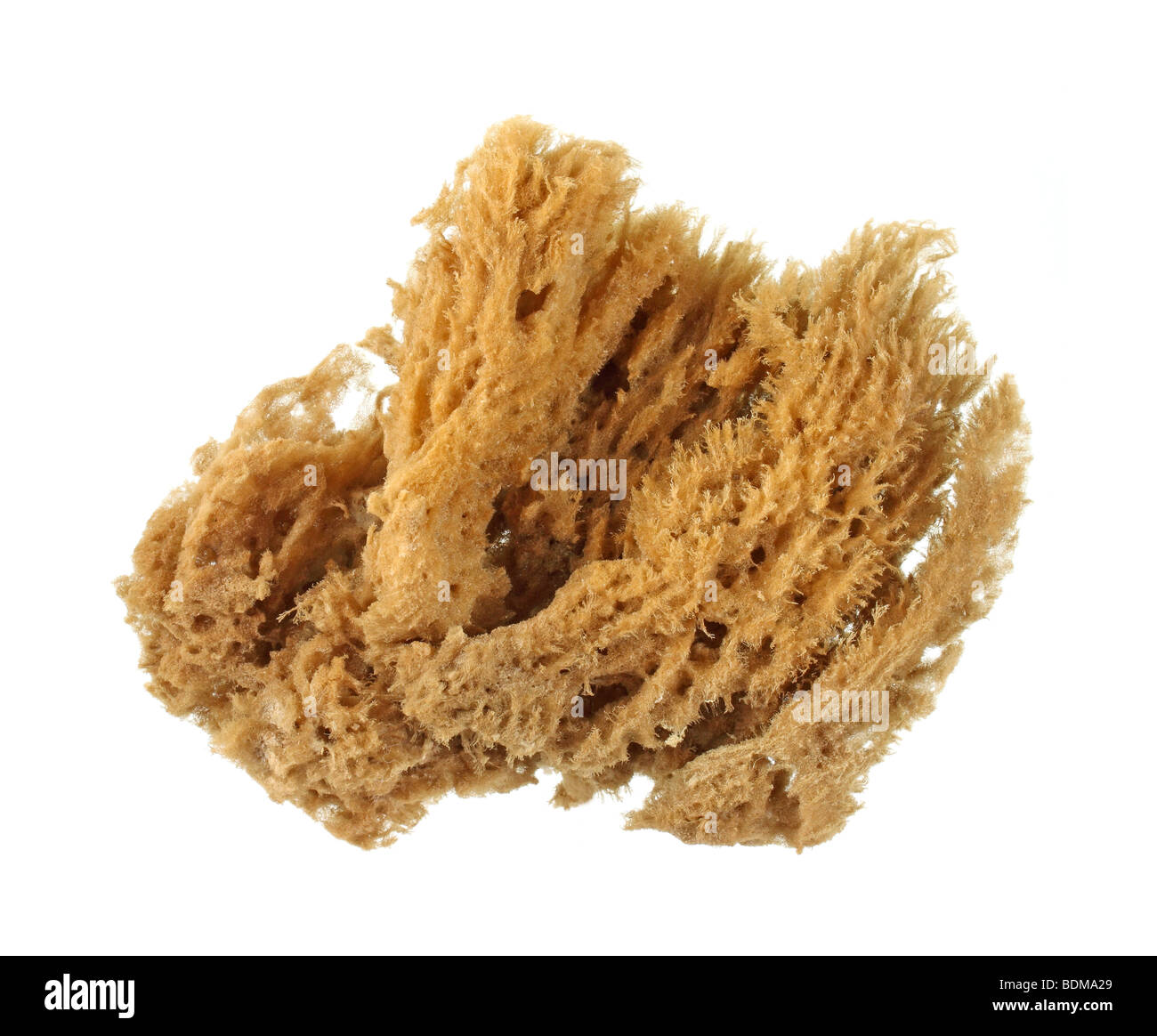 Large artist sponge Stock Photo - Alamy