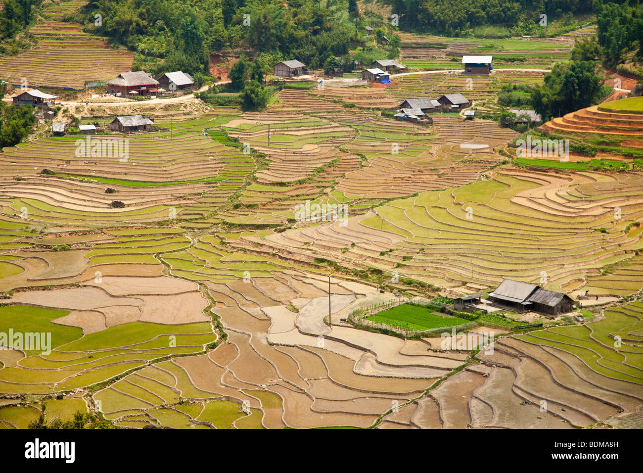 Rice terraces in Sapa, Northern Vietnam Stock Photo - Alamy