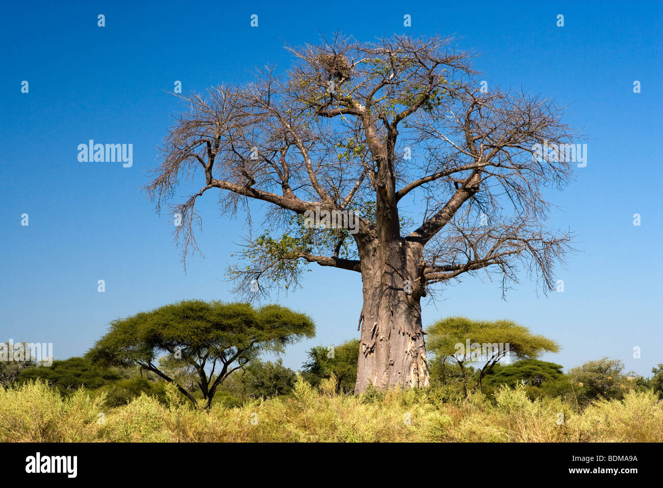 Acacia baobab trees botswana hi-res stock photography and images - Alamy