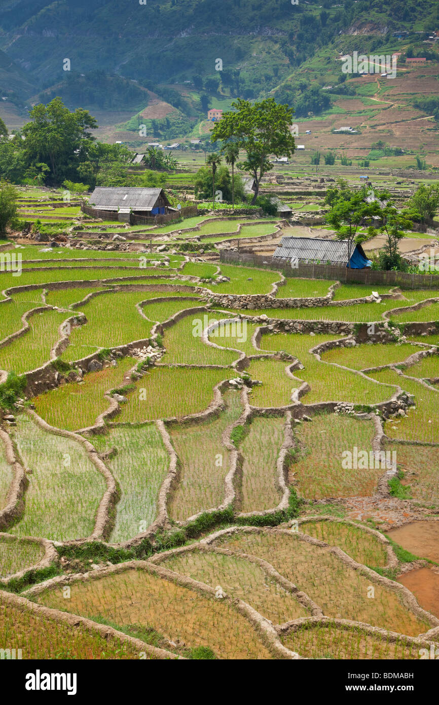 Rice terraces in Sapa, Northern Vietnam Stock Photo - Alamy