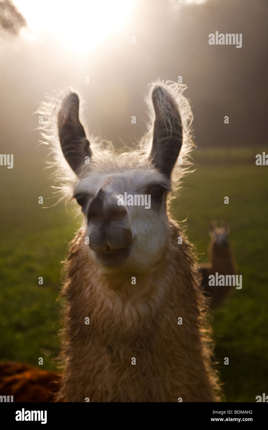 Llamas head hi-res stock photography and images - Alamy