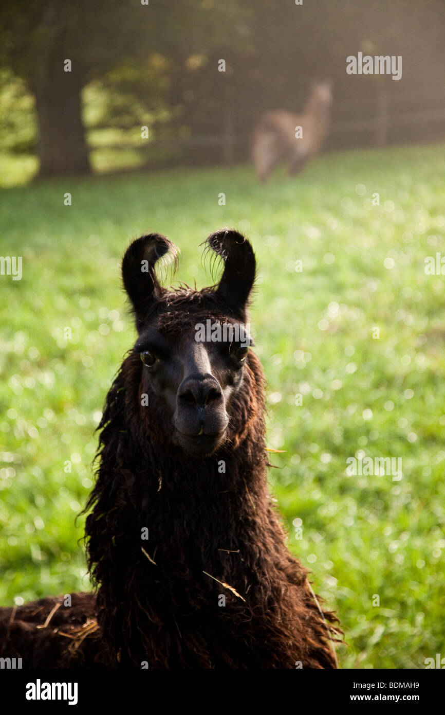 Llamas in the morning mist Brevard, NC in the Blue Ridge mountains of ...