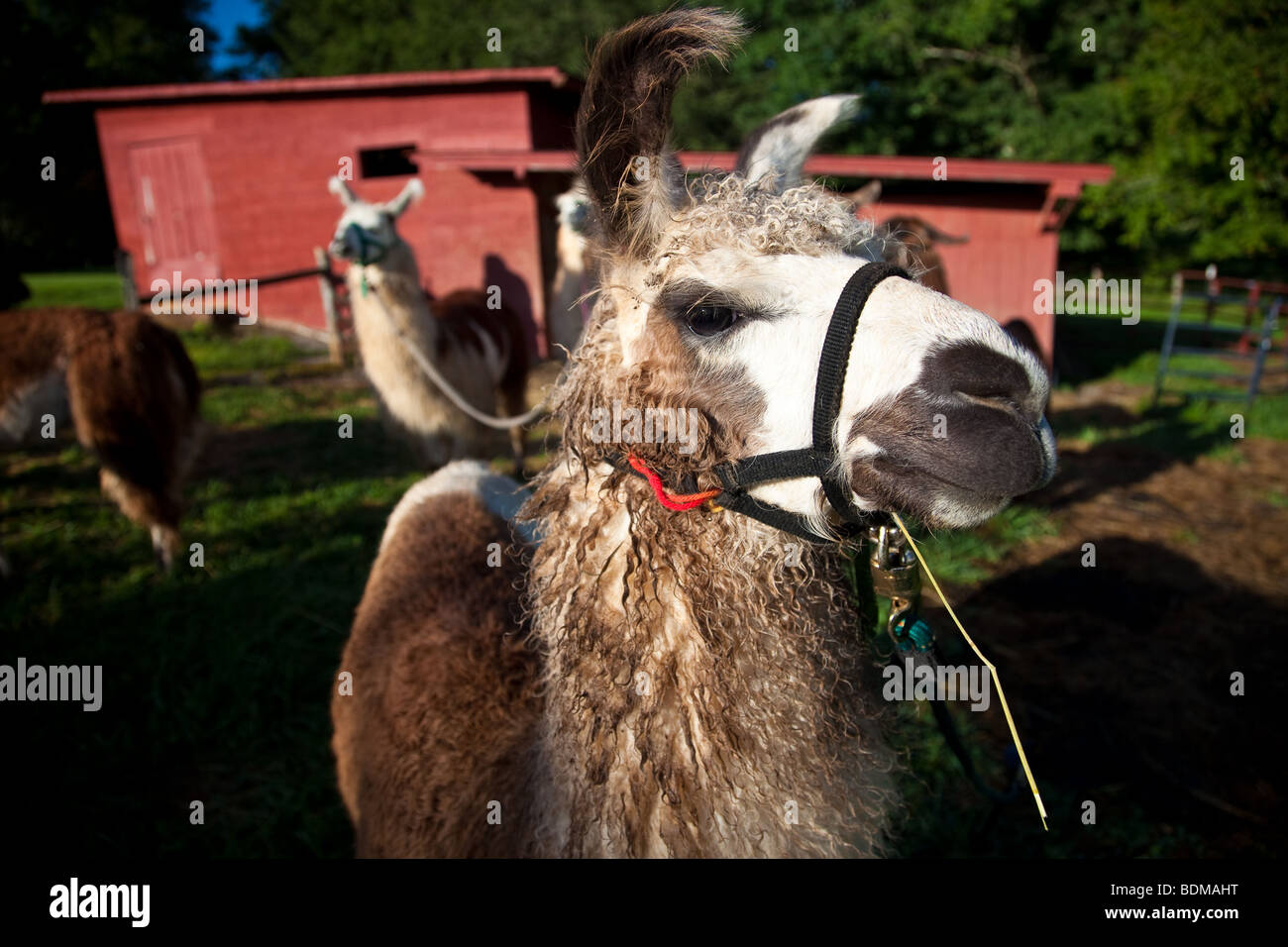 Llamas in the morning mist Brevard, NC in the Blue Ridge mountains of ...