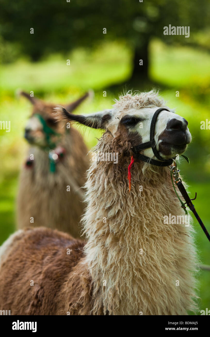 Domestic llamas hi-res stock photography and images - Alamy