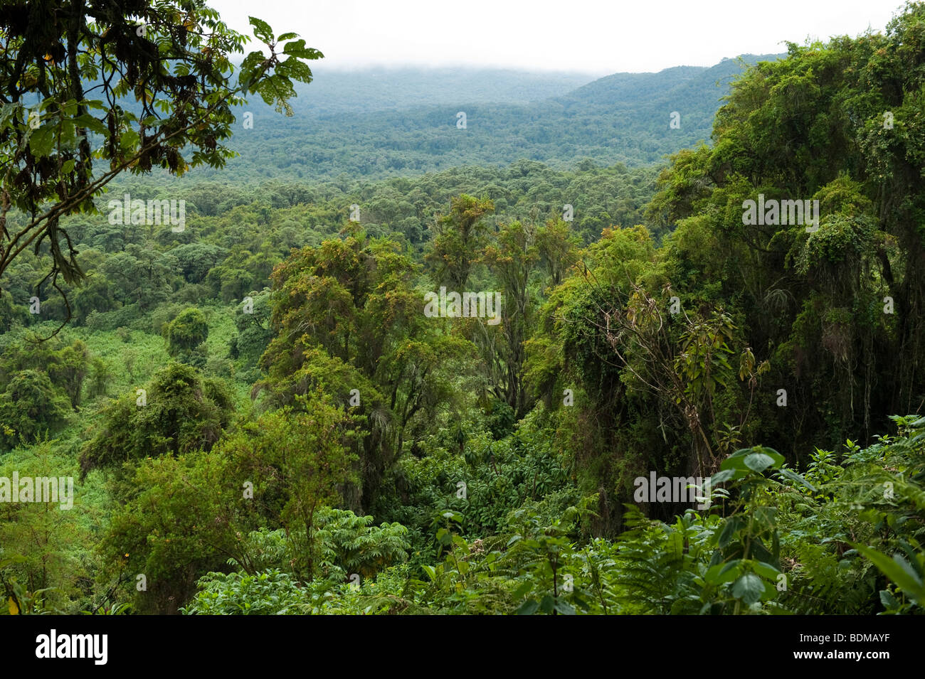 Scenery, Volcanoes National Park, Rwanda Stock Photo - Alamy
