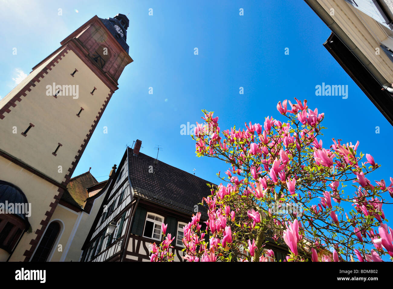 Tower of the Catholic church, magnolia blossom, Haslach, Black Forest ...