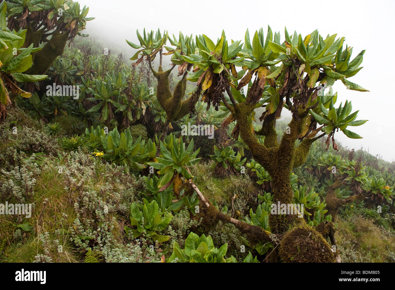 Mount bisoke hi-res stock photography and images - Alamy