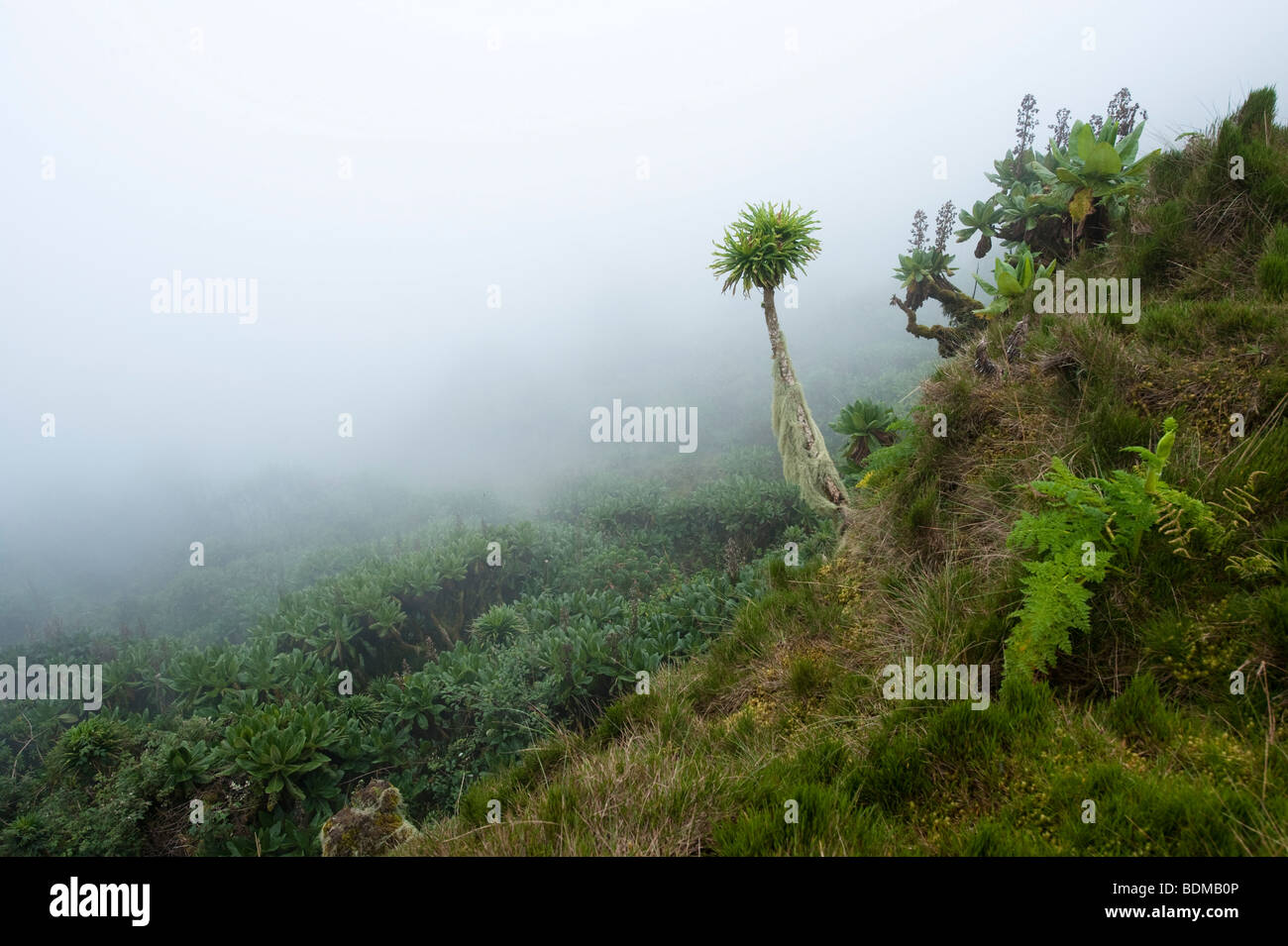 Bisoke crater on Mount Bisoke, Volcanoes National Park, Rwanda Stock ...